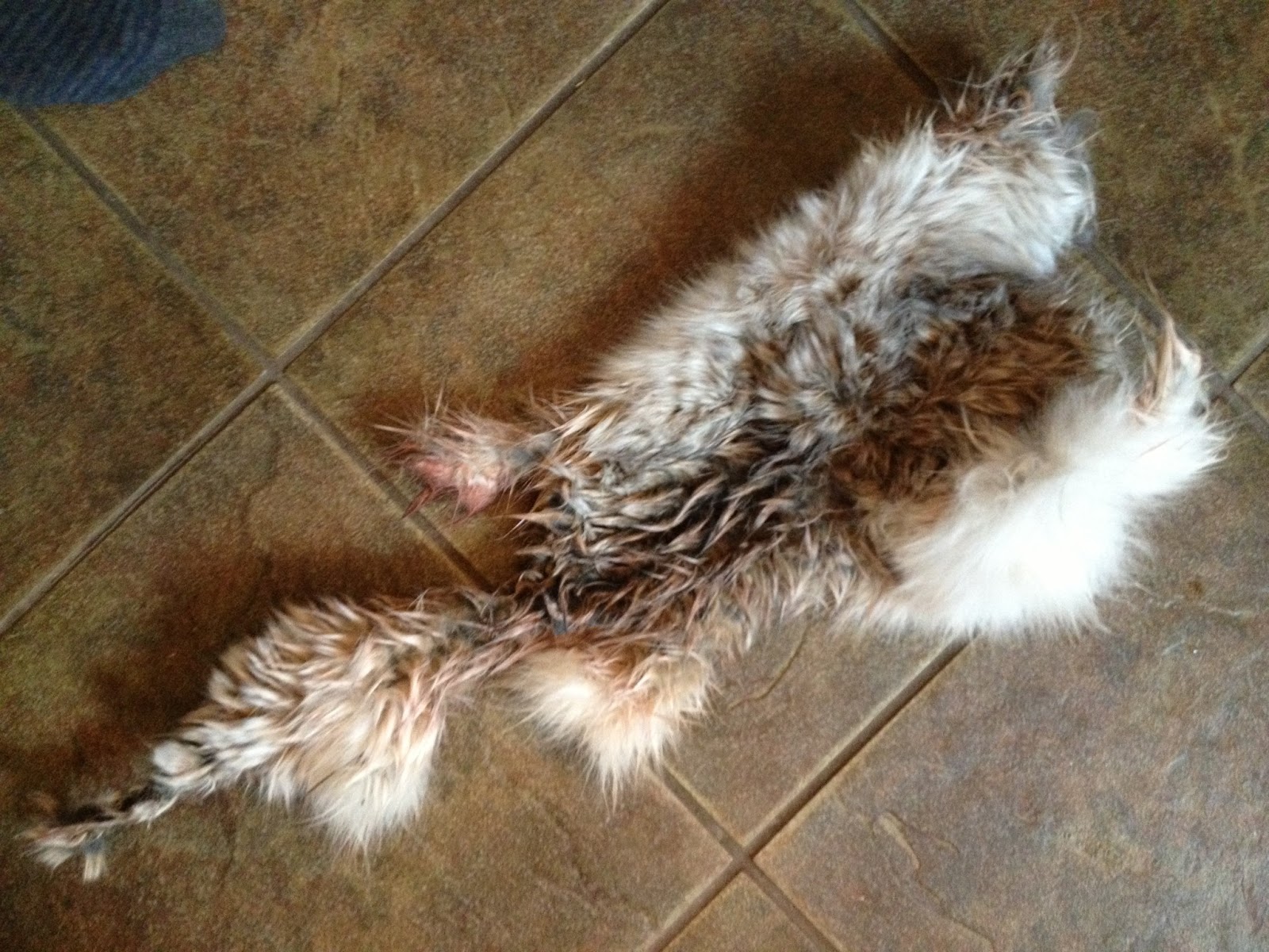 On Becoming Accomplished: Tanning the Rabbit Hide